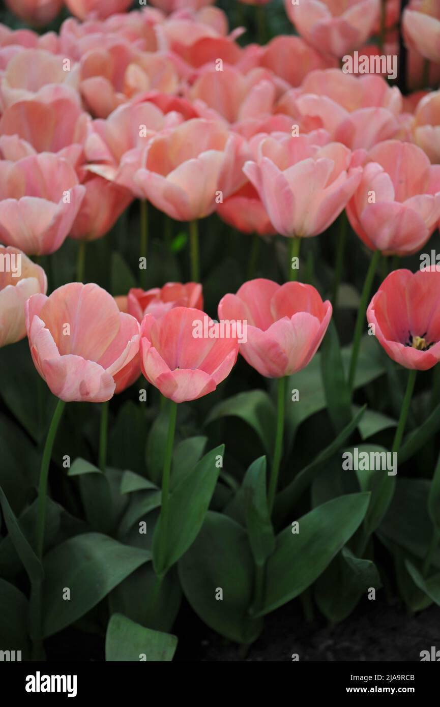 Tulipa mystic van eijk hi-res stock photography and images - Alamy