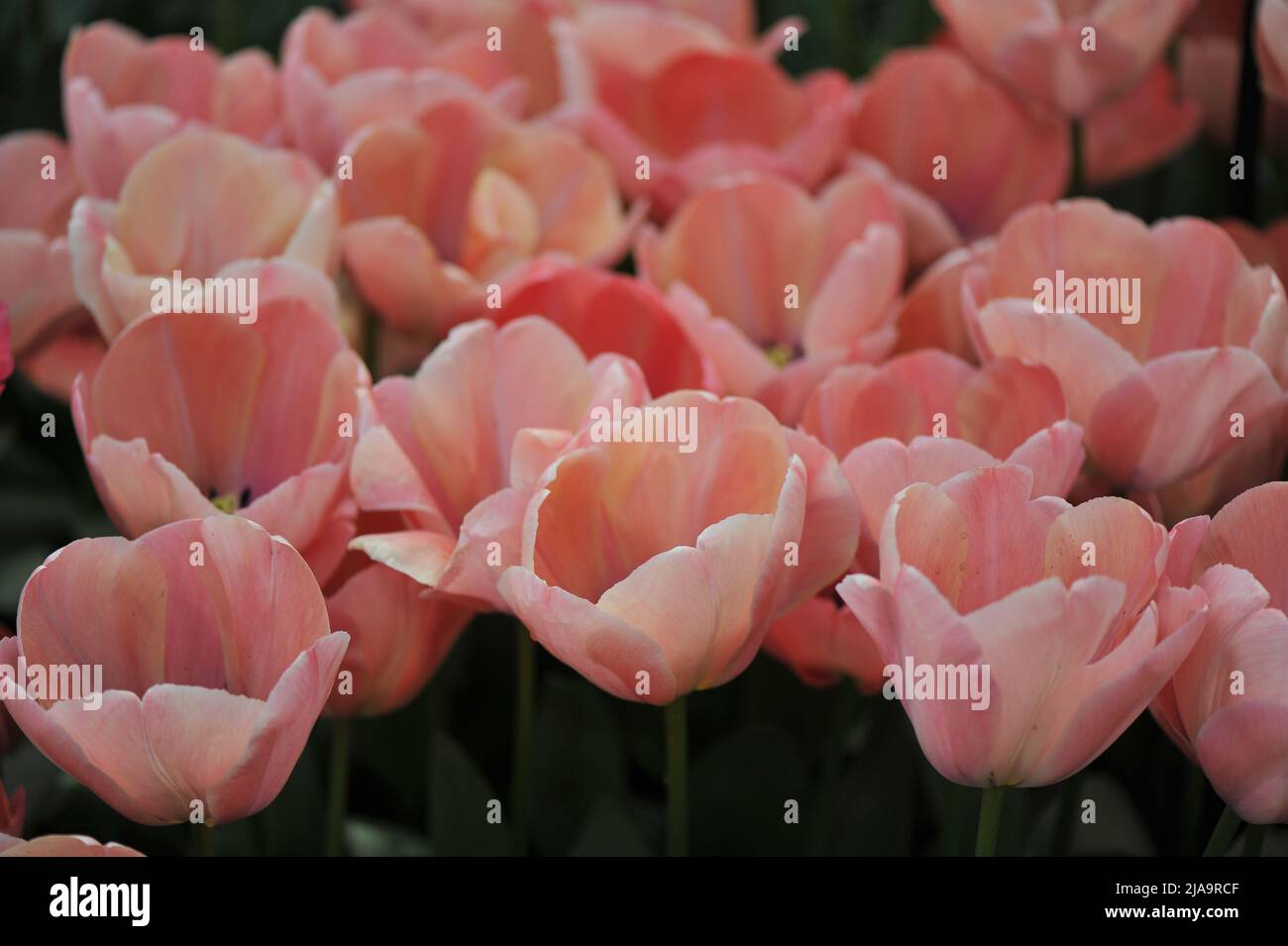 Tulipa mystic van eijk hi-res stock photography and images - Alamy