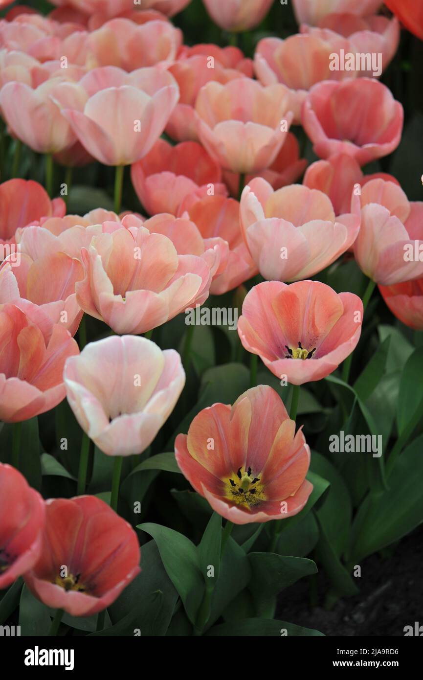 Pink Darwin Hybrid tulips (Tulipa) Mystic van Eijk bloom in a garden in ...