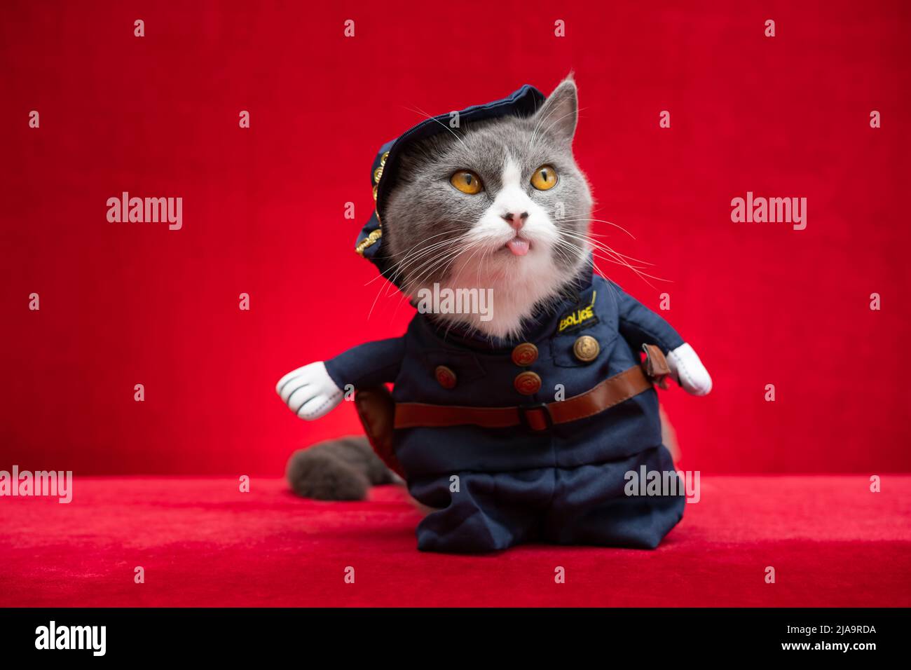 a british shorthair cat wears a policemen cosplay costume Stock Photo ...