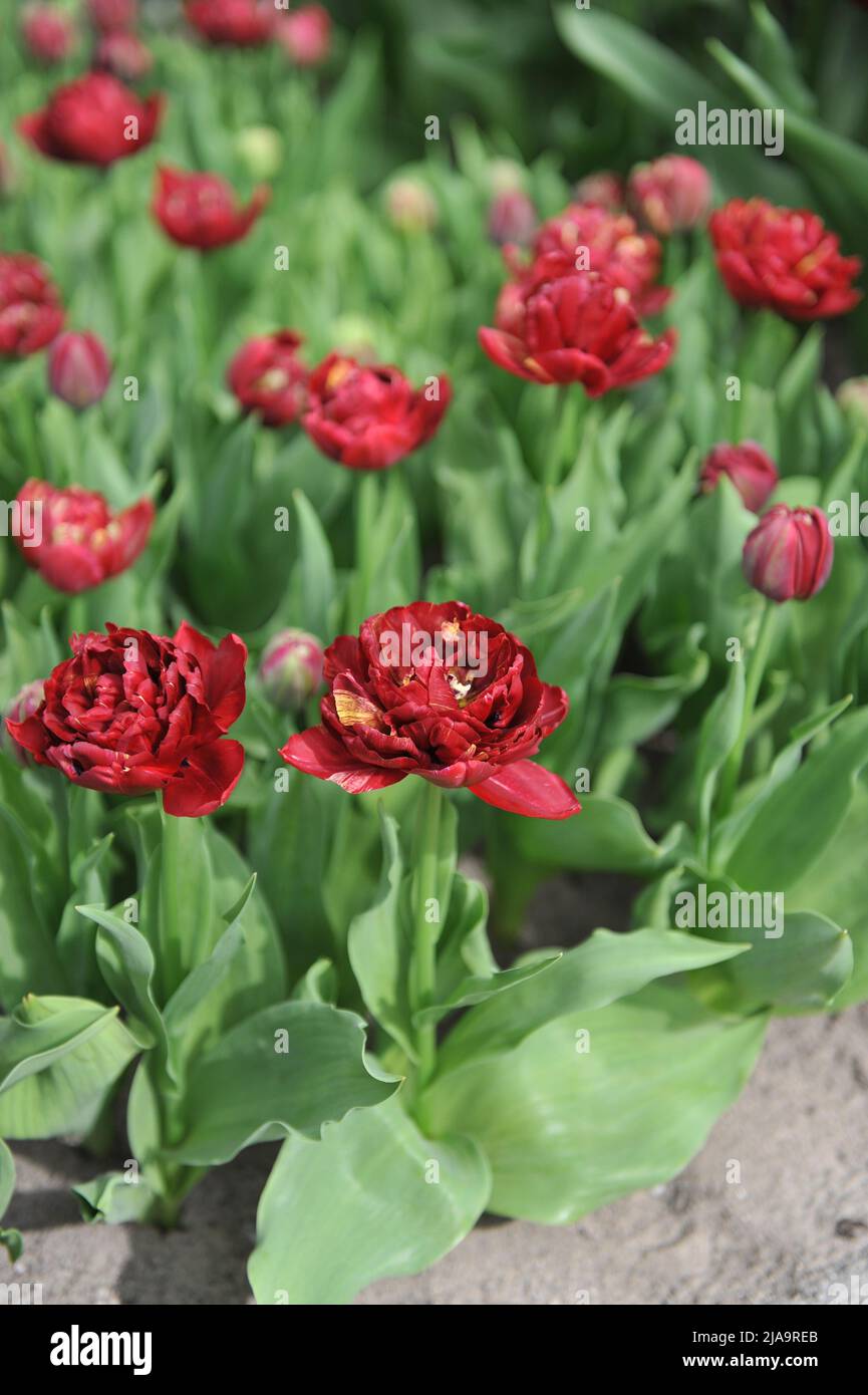 Dark red peony-flowered Double Early tulips (Tulipa) Nachtwacht bloom ...