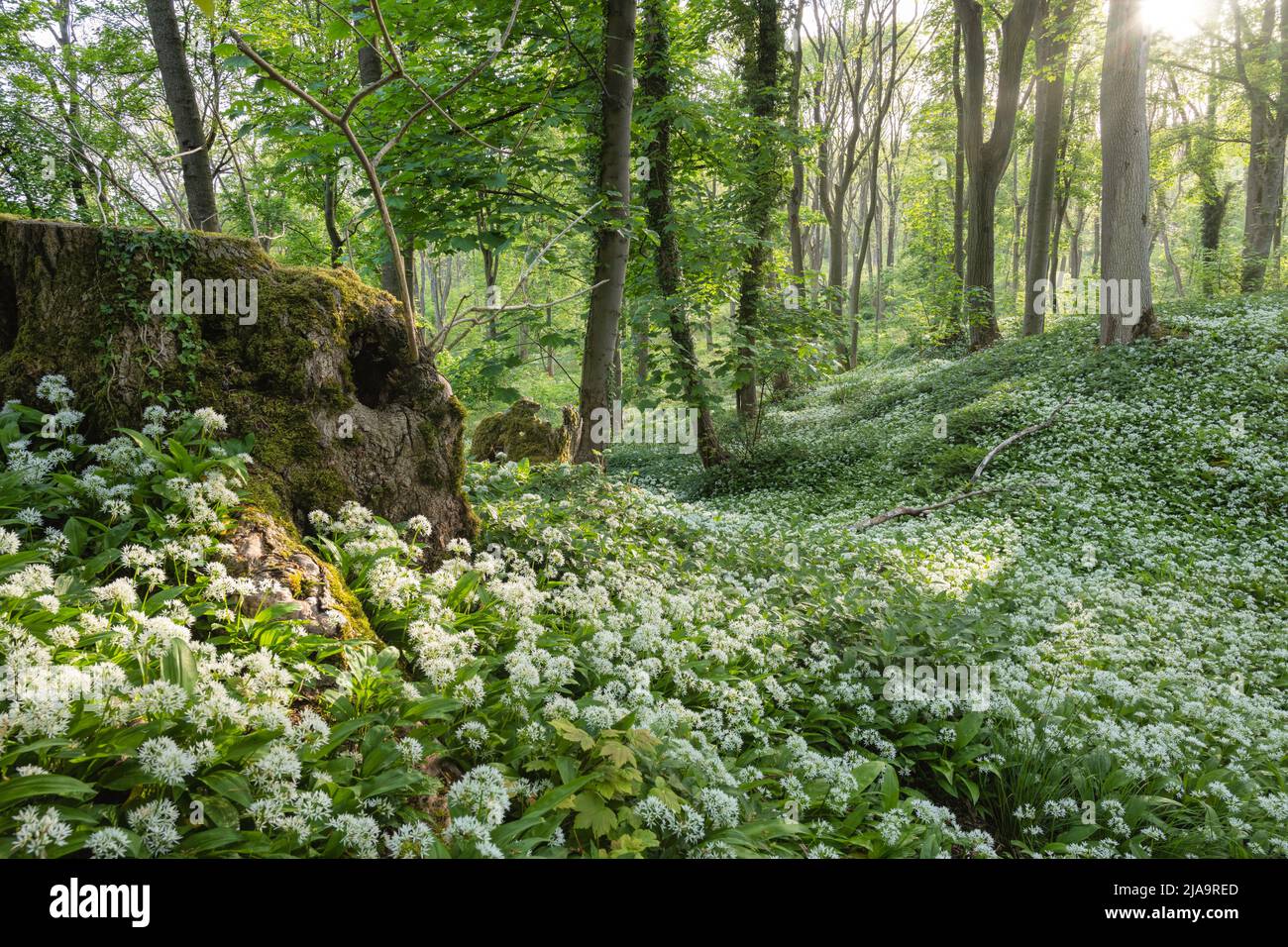Wild Garlic or Ramsons (Allium ursinum) growing in a North Cotswold ...