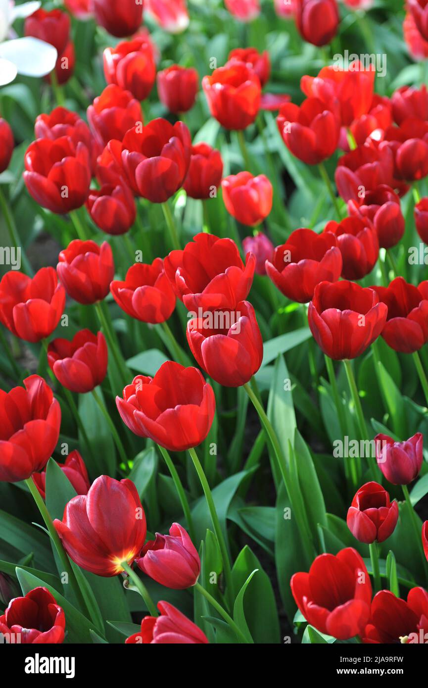 Red Triumph tulips (Tulipa) National Velvet bloom in a garden in April ...