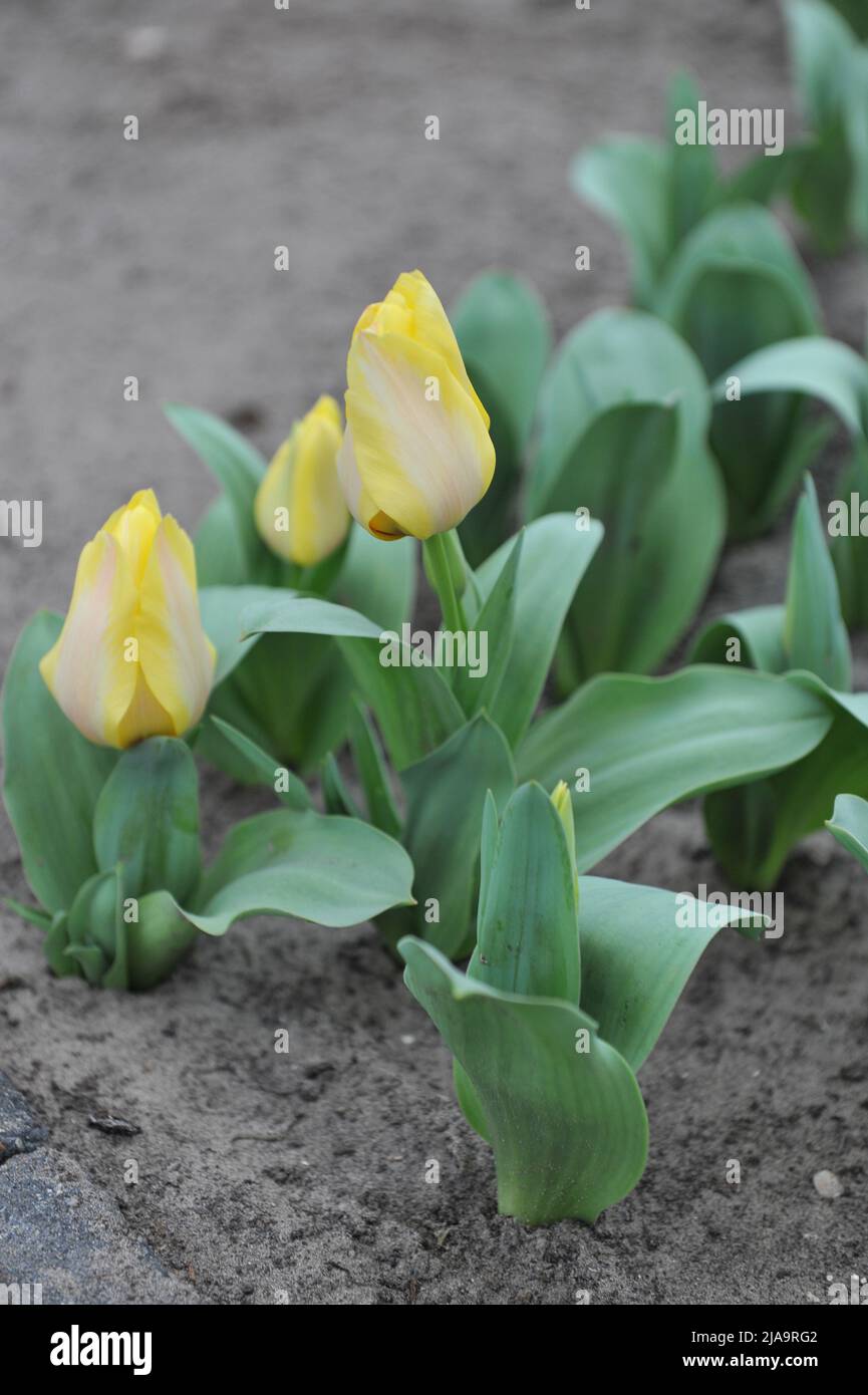 Yellow Fosteriana tulips (Tulipa) Natura Artis Magistra bloom in a ...
