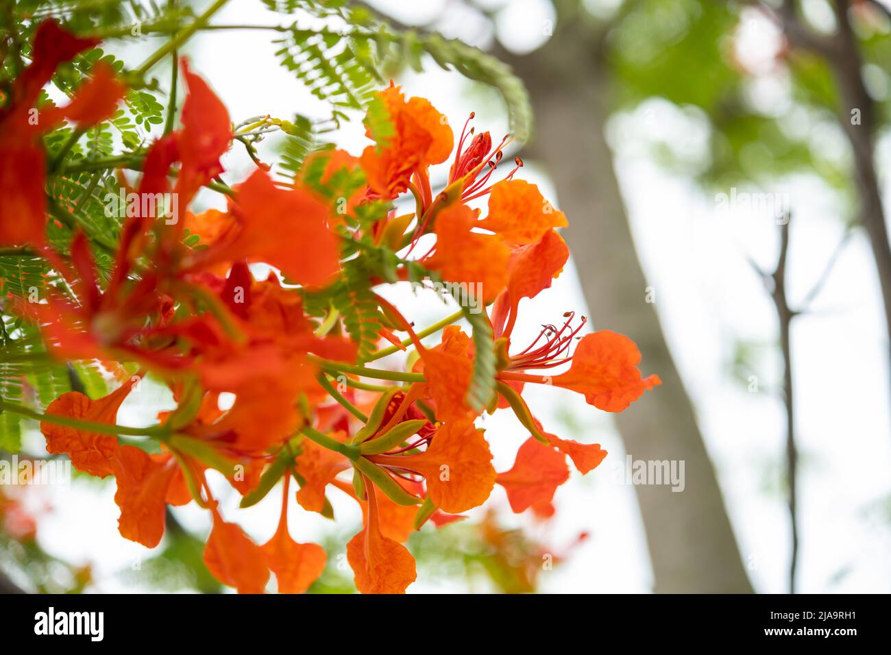 beauty blooming phoenix flower horizontal composition Stock Photo - Alamy