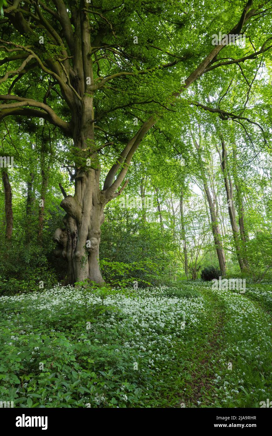 Wild Garlic or Ramsons (Allium ursinum) growing in a North Cotswold ...