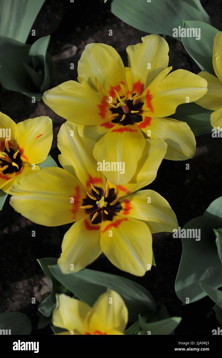 Yellow Fosteriana tulips (Tulipa) Natura Artis Magistra bloom in a ...