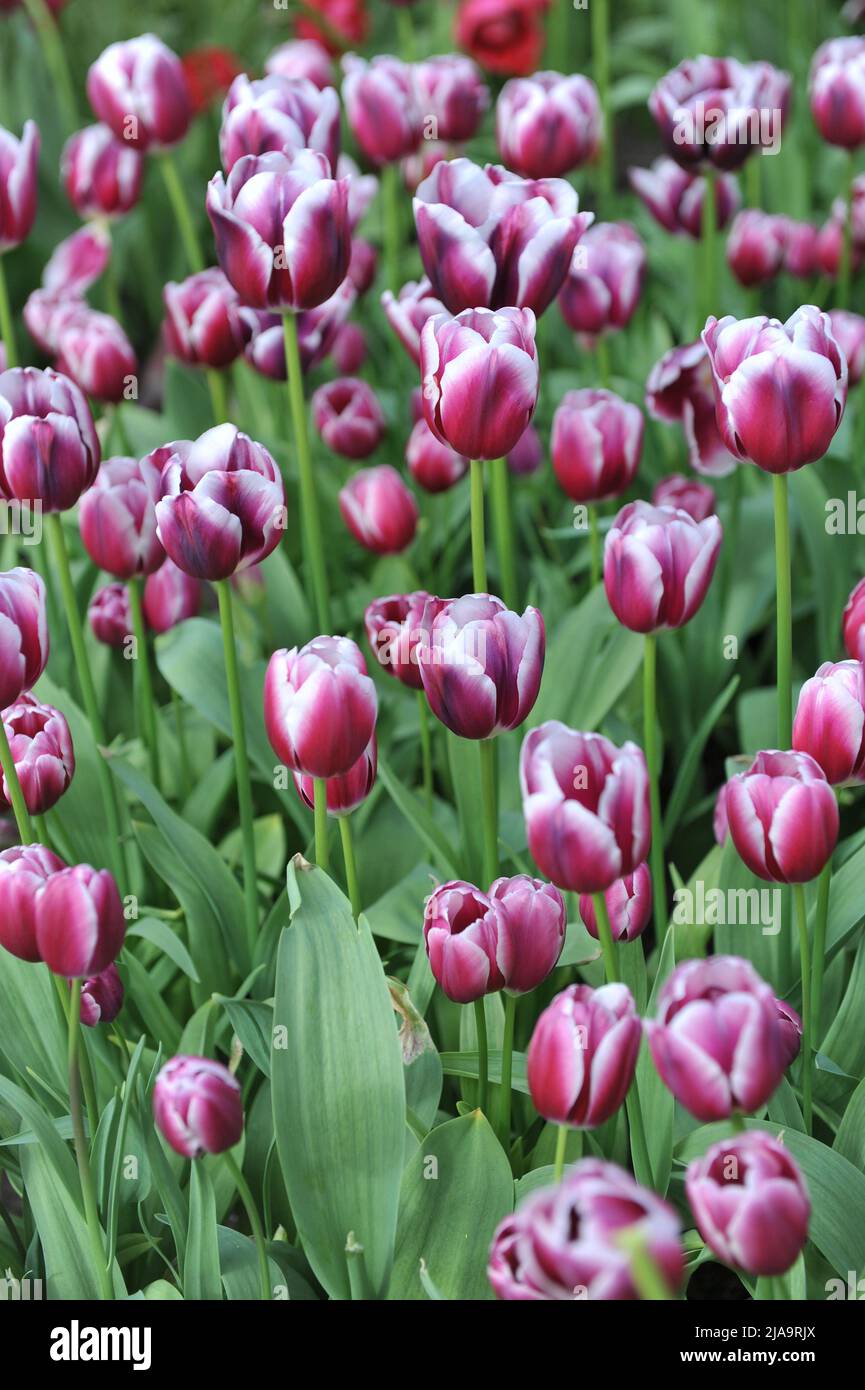 White and pink tulips (Tulipa) Natural Gift bloom in a garden in April ...