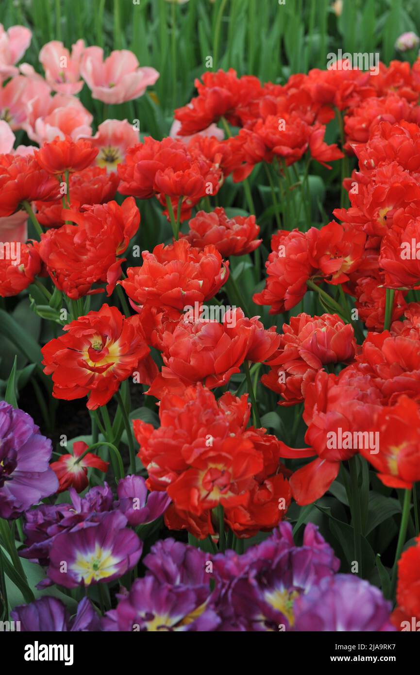 Red peony-flowered Double Late tulips (Tulipa) Navona bloom in a garden ...