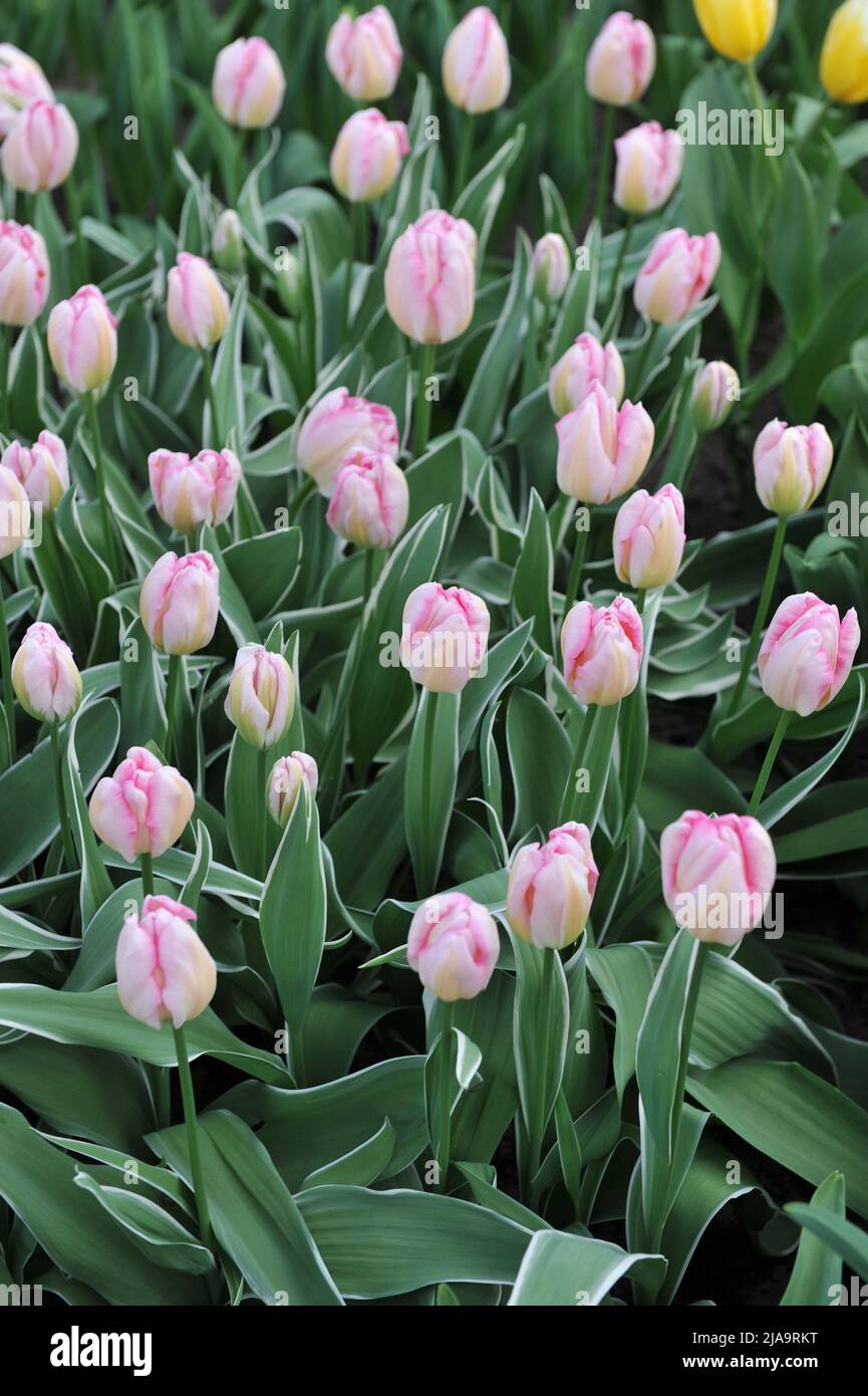 Pink Triumph tulips (Tulipa) New Design with variegated leaves bloom in ...