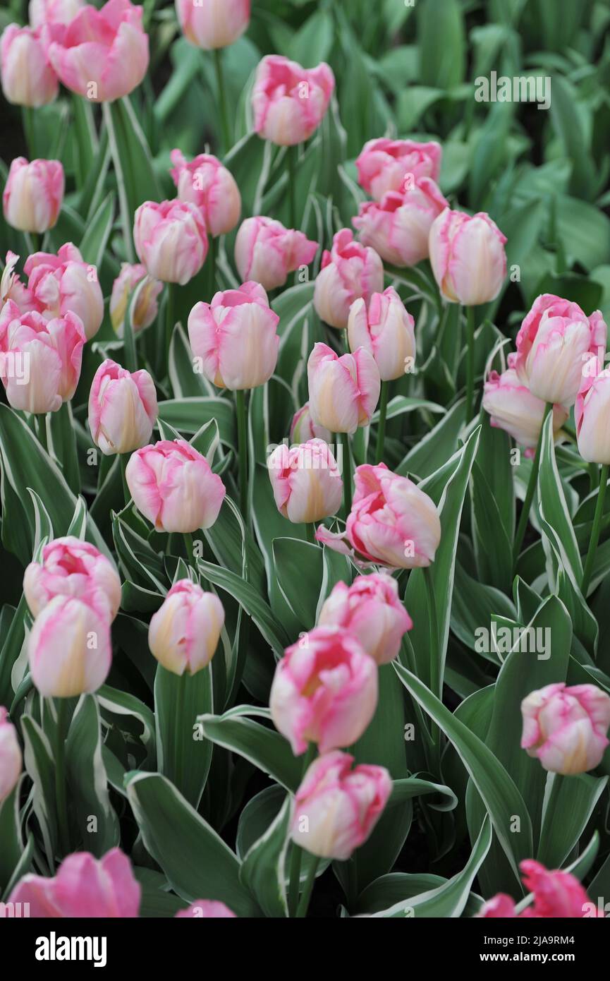 Pink Triumph tulips (Tulipa) New Design with variegated leaves bloom in ...
