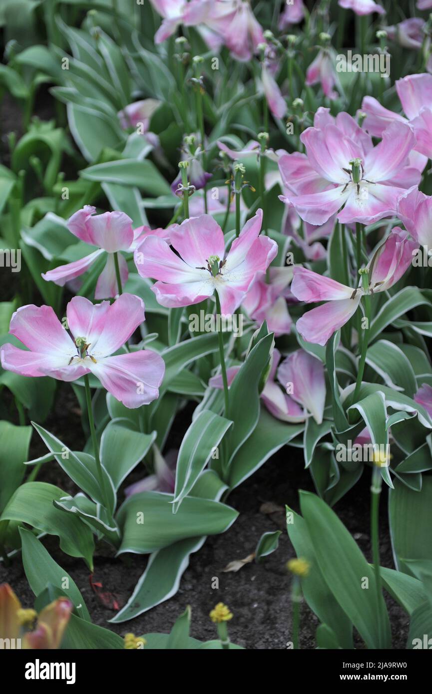 Pink Triumph tulips (Tulipa) New Design with variegated leaves bloom in ...