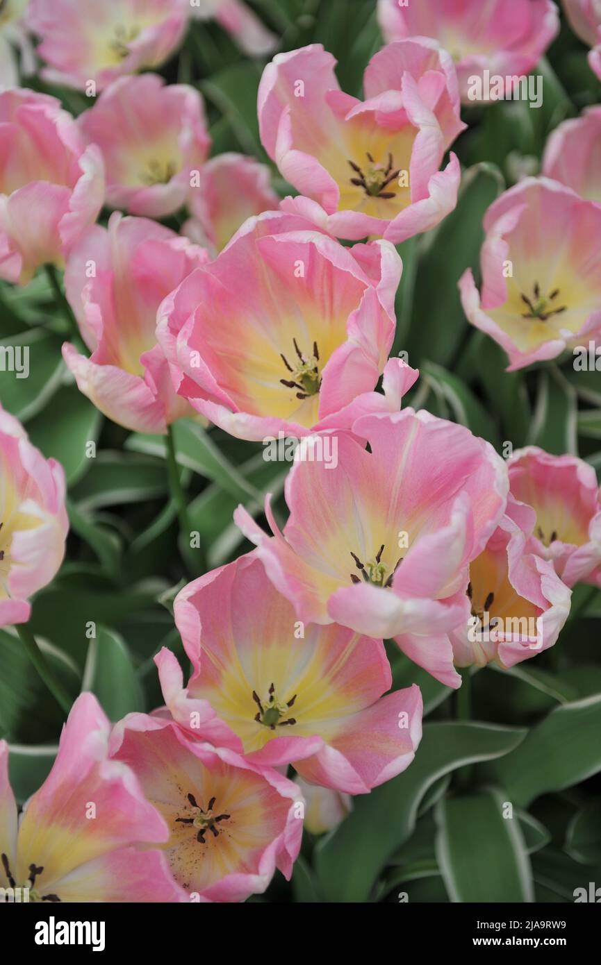 Pink Triumph tulips (Tulipa) New Design with variegated leaves bloom in ...