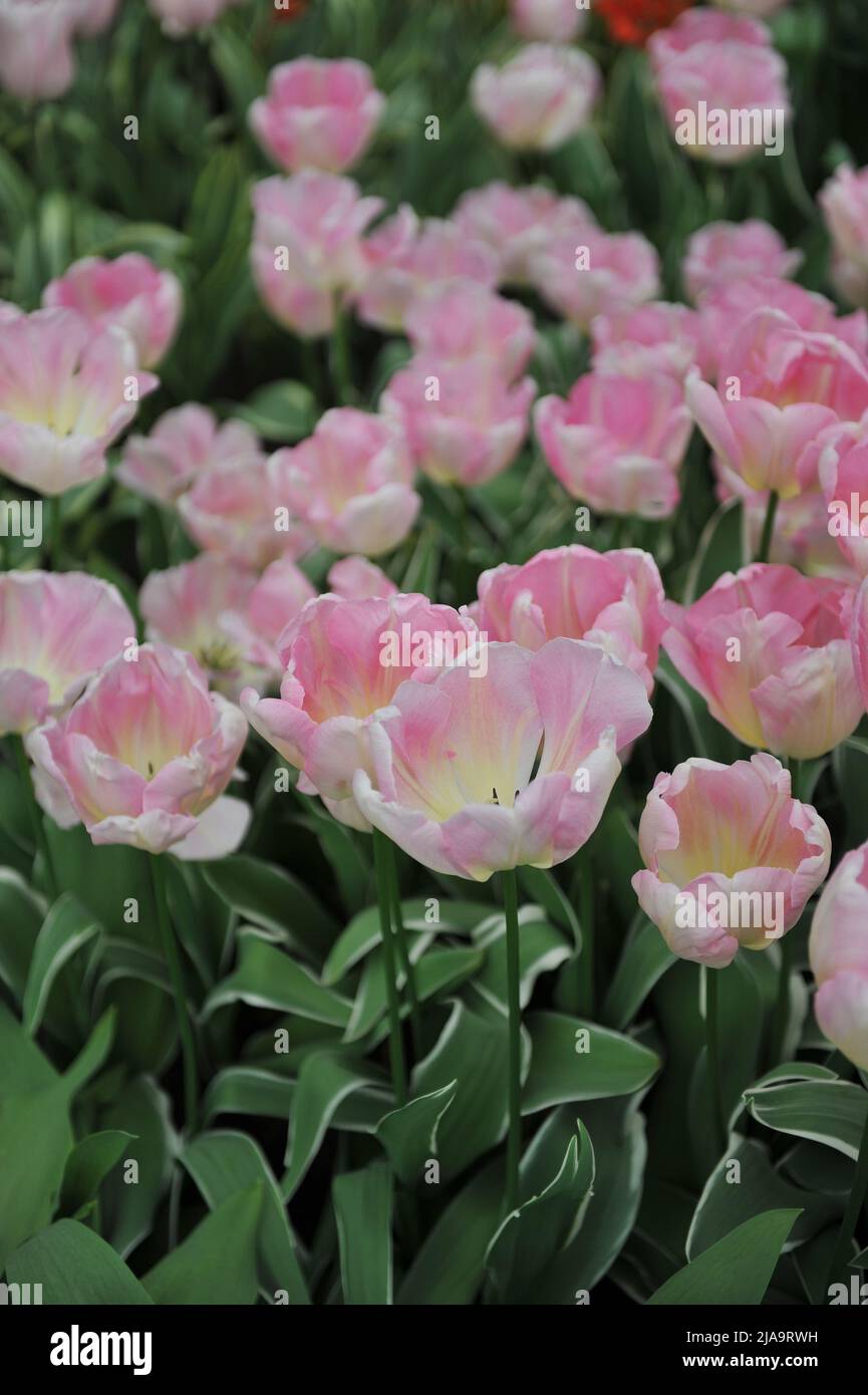 Pink Triumph tulips (Tulipa) New Design with variegated leaves bloom in ...