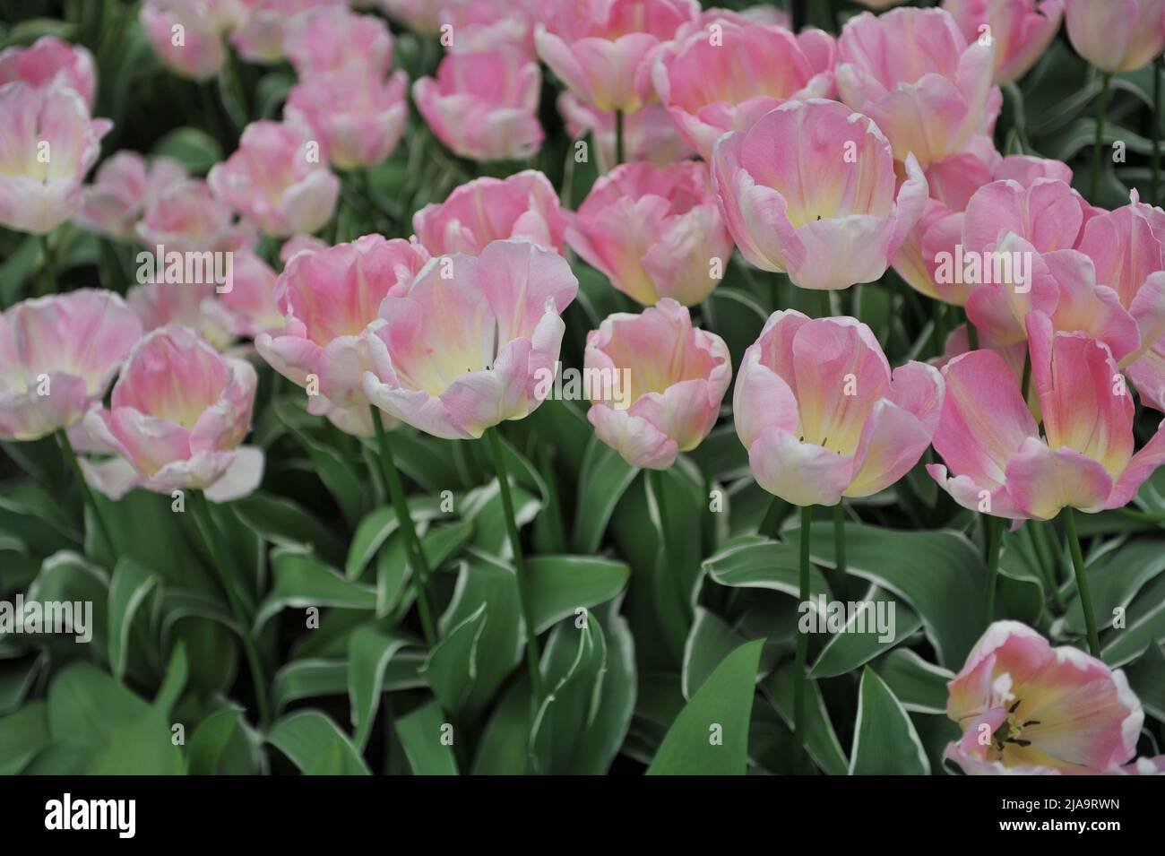 Pink Triumph tulips (Tulipa) New Design with variegated leaves bloom in ...