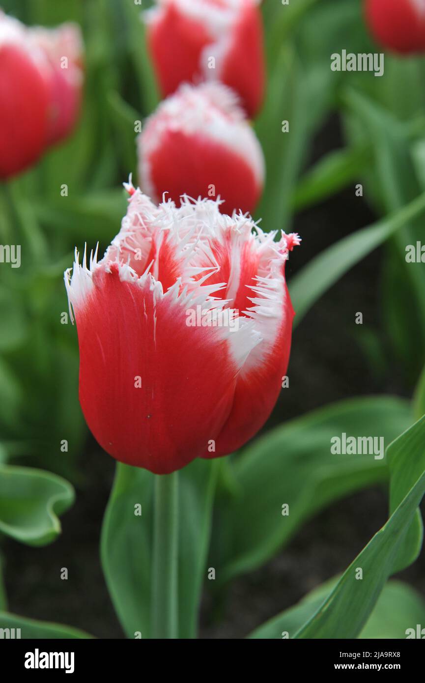 Red and white fringed tulips (Tulipa) New Santa bloom in a garden in ...