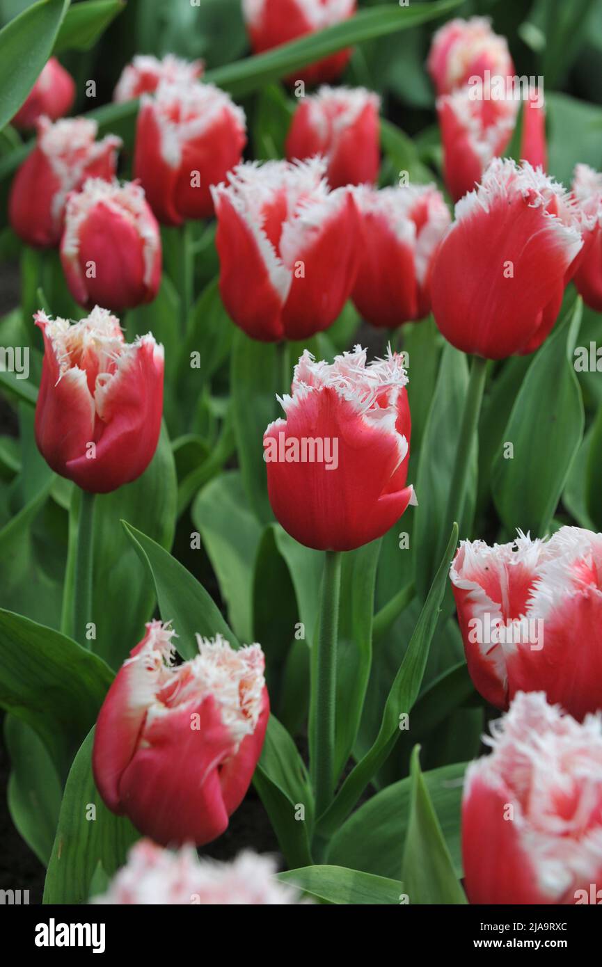 Tulip new santa hi-res stock photography and images - Alamy