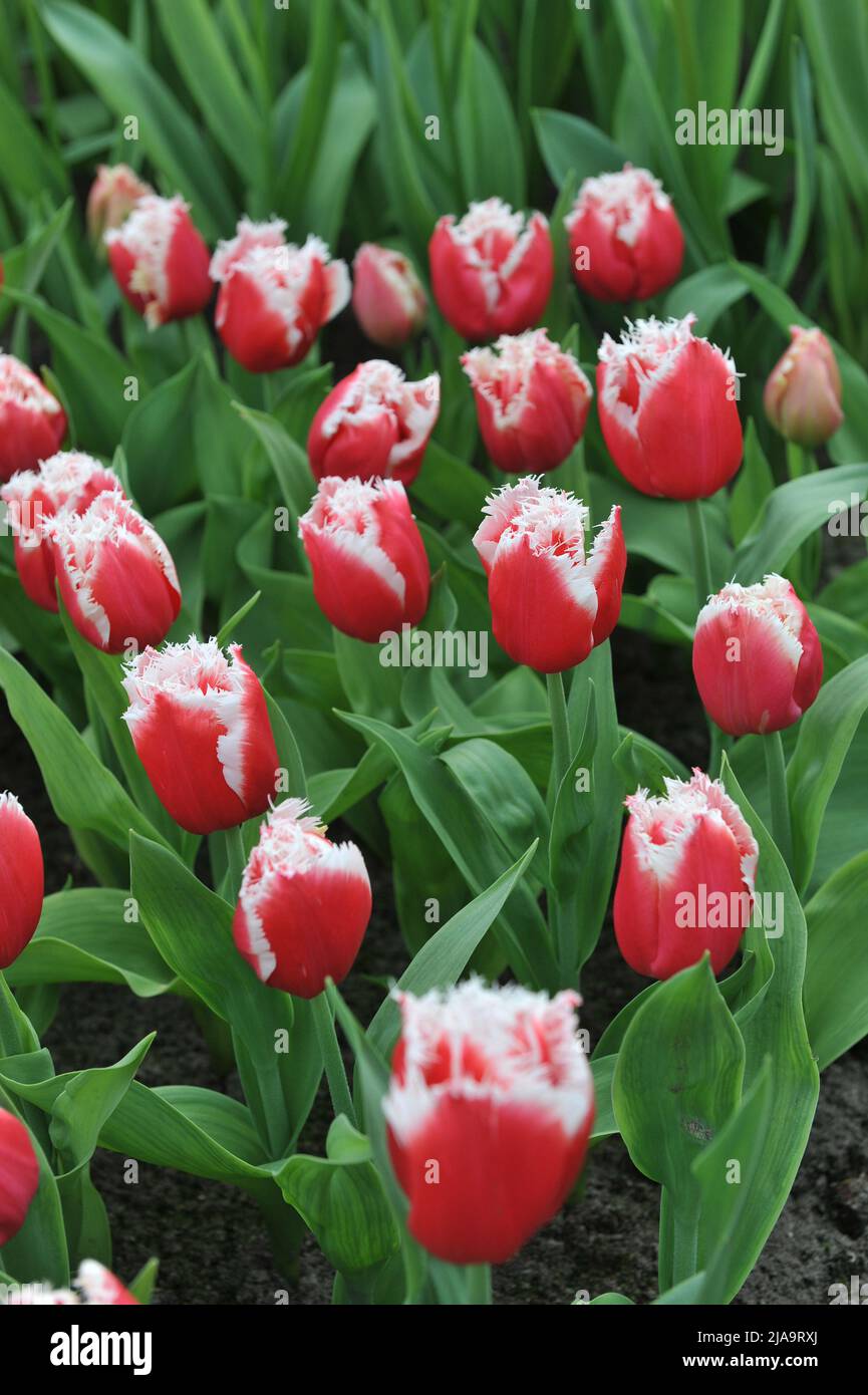 Red and white fringed tulips (Tulipa) New Santa bloom in a garden in ...