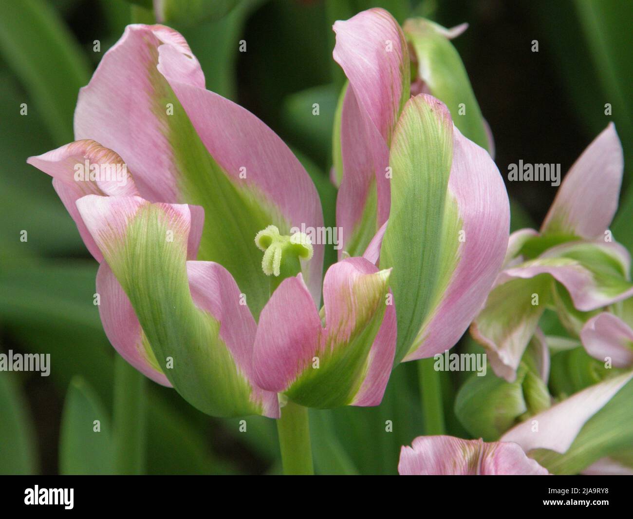 Pink and green Viridiflora tulips (Tulipa) Nightrider bloom in a garden ...