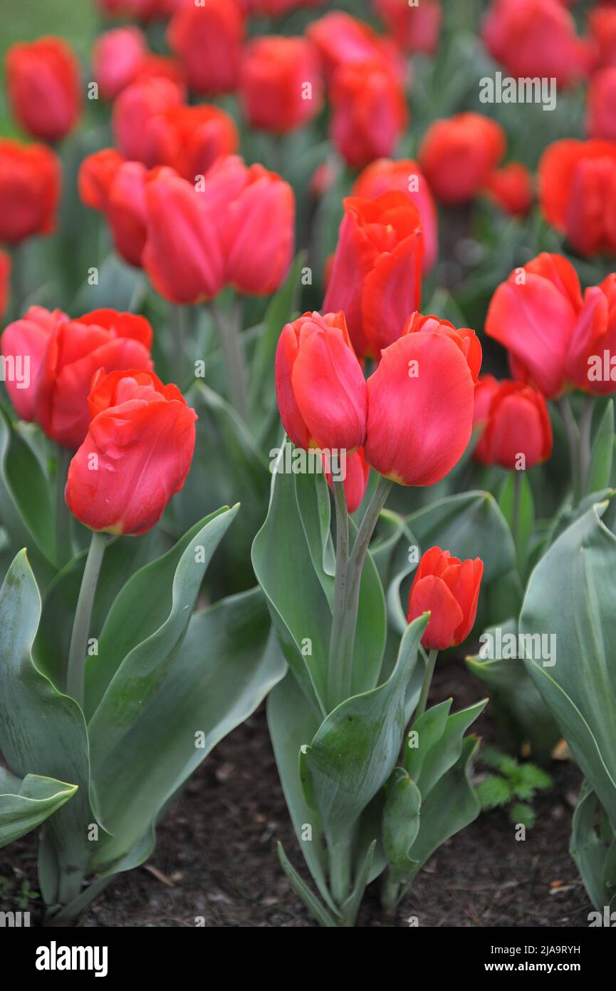 Red multi-flowered Triumph tulips (Tulipa) Nijntje bloom in a garden in ...