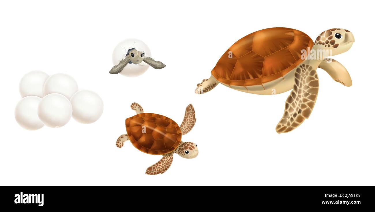 Turtle Eggs Hatching Clip Art