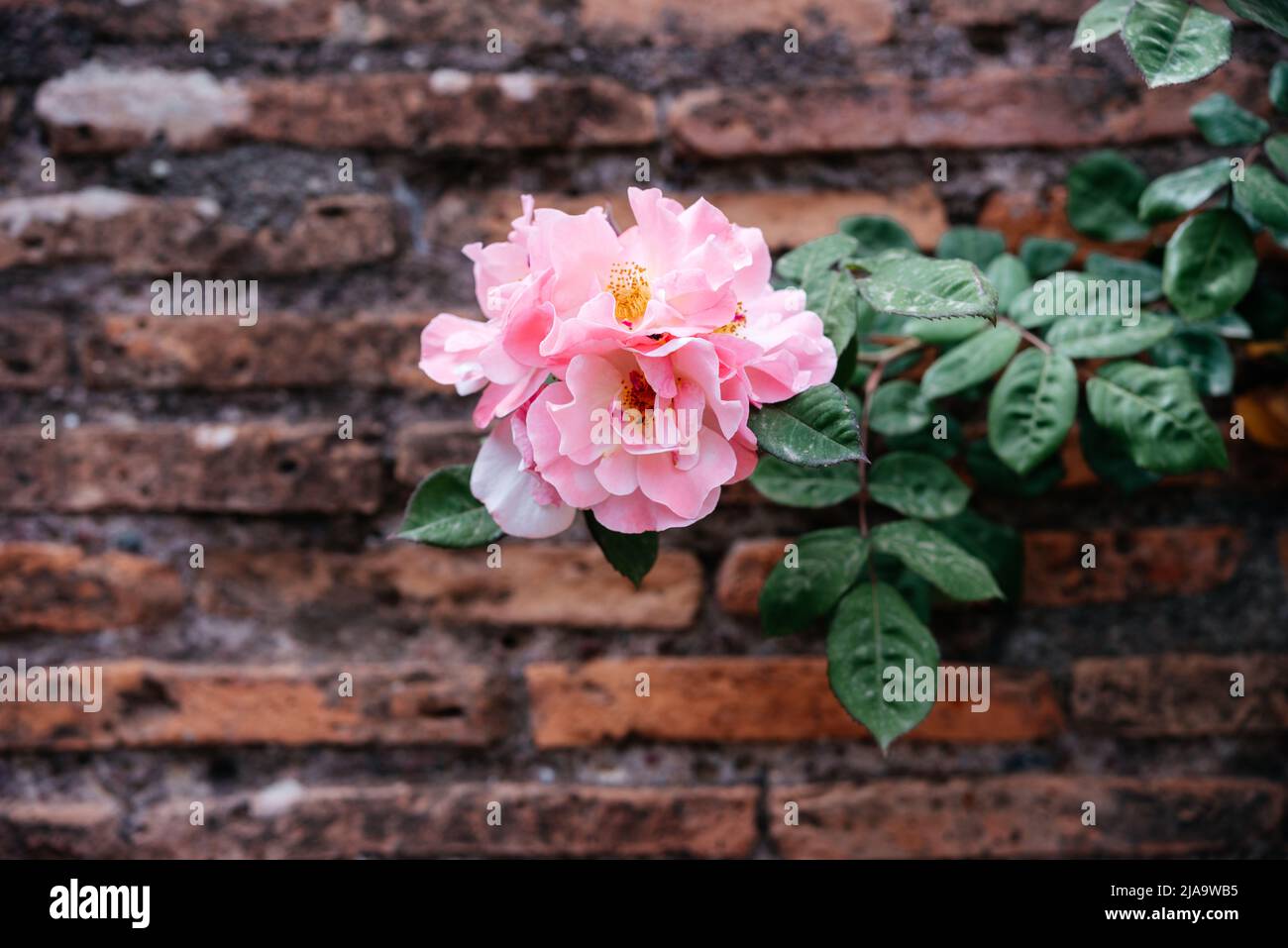 Vines on brick wall hi-res stock photography and images - Alamy