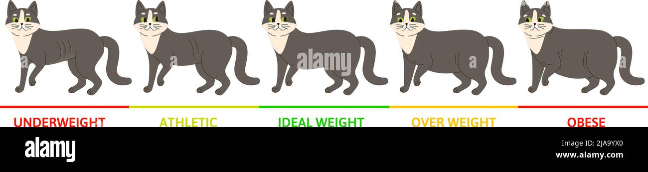 Cat weight stages concept with underweight symbols flat vector ...