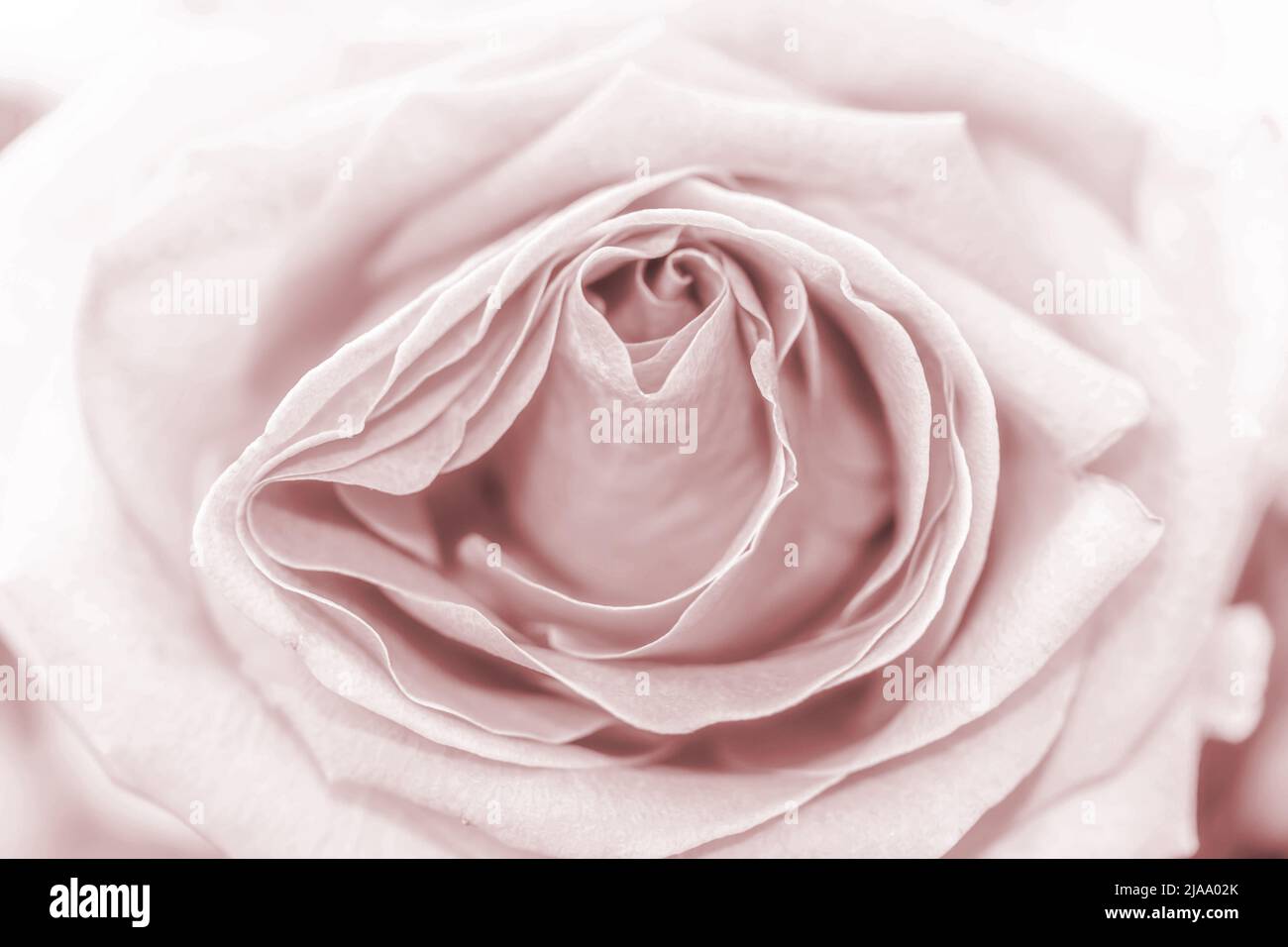 Subtle tone hi-res stock photography and images - Alamy