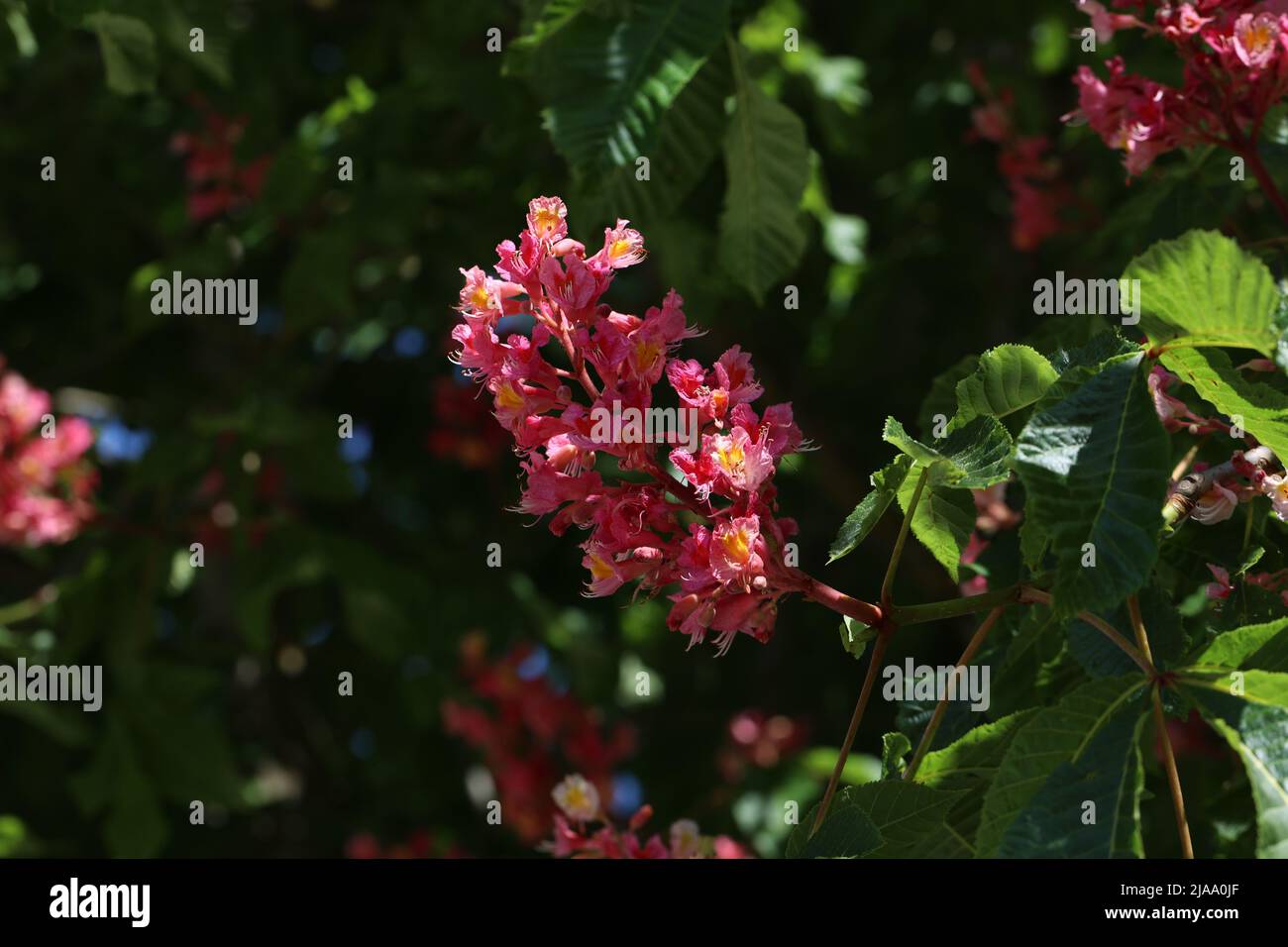 Red Chestnut, Aesculus carnea, Hybrid Aesculus hippocastanum Stock ...