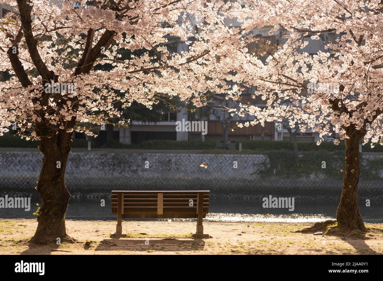 Motoyasu-gawa River, cherry blossom, Peace Memorial Park, Hiroshima ...