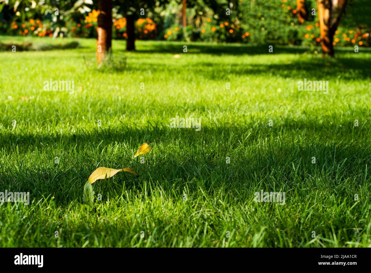 Mowed green backyard grass under trees closeup view Stock Photo - Alamy