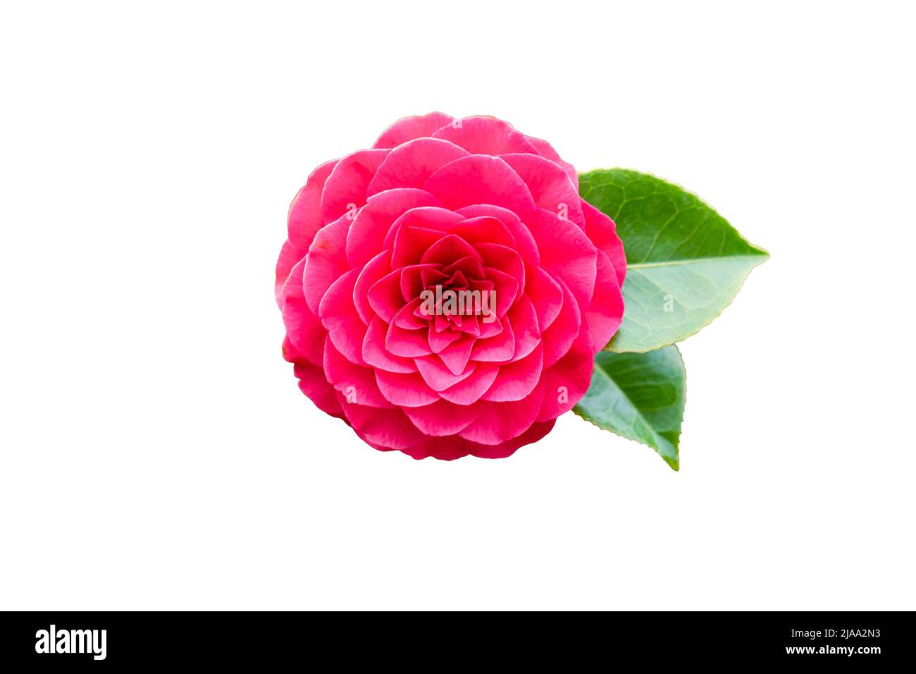 Pink camellia flower isolated on white background Stock Photo - Alamy
