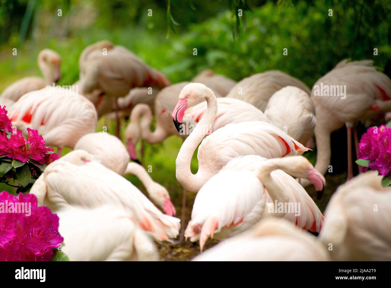 Gorgeous Flamingo birds. Tropical Theme Wallpaper with Flamingos ...