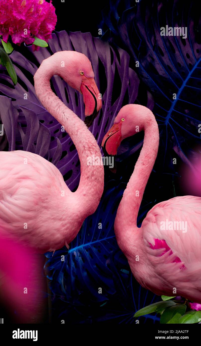 Collage with Gorgeous Flamingo birds. Tropical Theme Wallpaper with ...