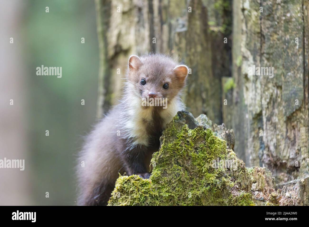 Cute young marten posing in a wood. Horizontally Stock Photo - Alamy