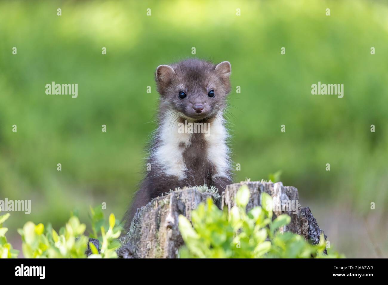 Adorable young marten is looking at the camera standing on a stump ...