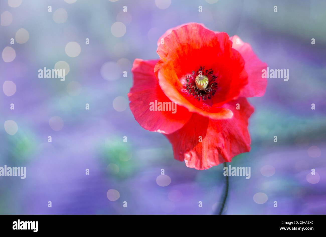 Red poppy on purple background. Beautiful single wildflower. Bokeh Stock Photo - Alamy