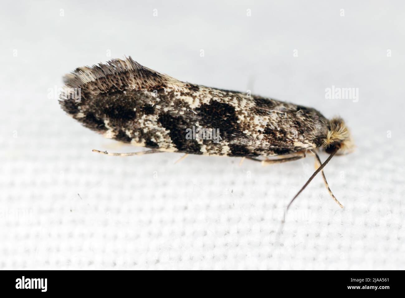 European grain worm or grain moth Nemapogon granella granellus is a ...