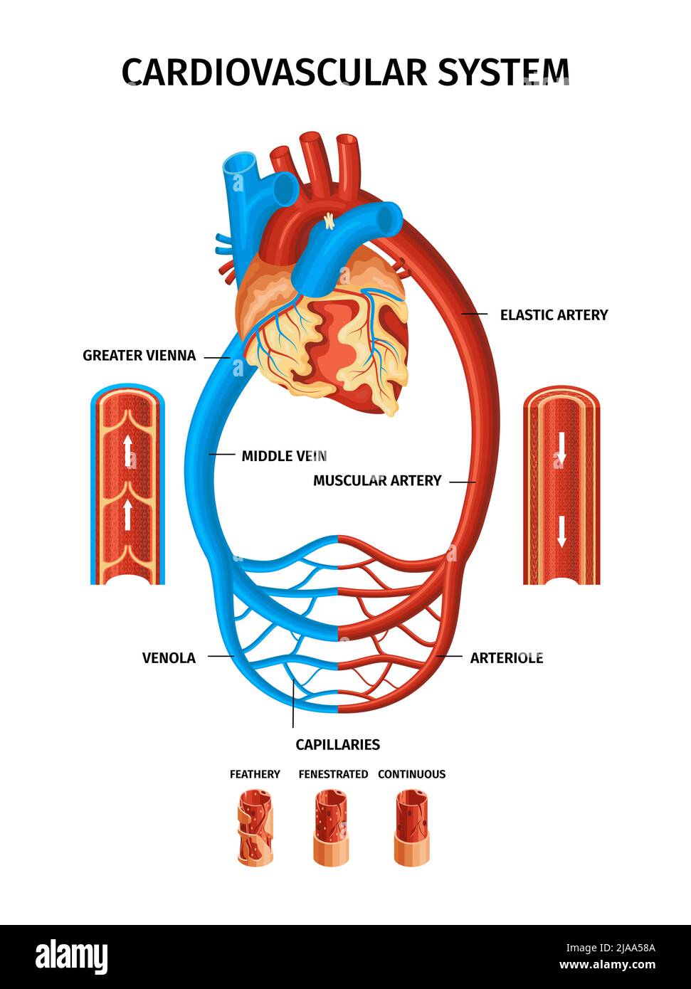 Capillaries In The Heart