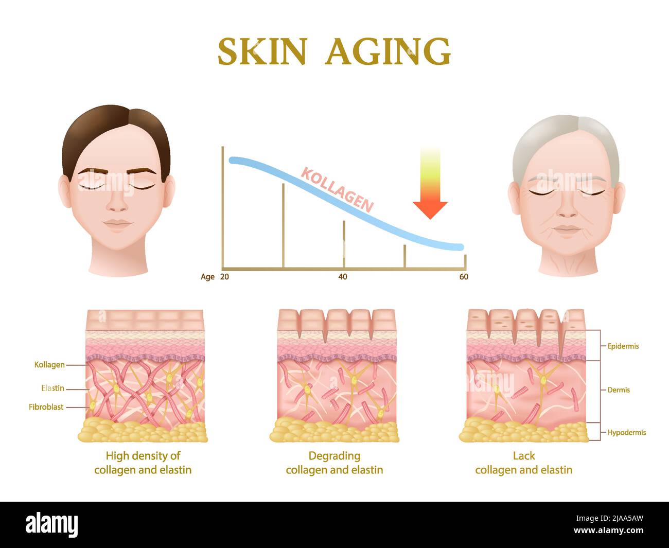 Skin aging process anatomy of layers during decrease of collagen level ...