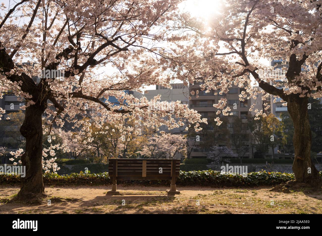 Motoyasu-gawa River, cherry blossom, Peace Memorial Park, Hiroshima ...