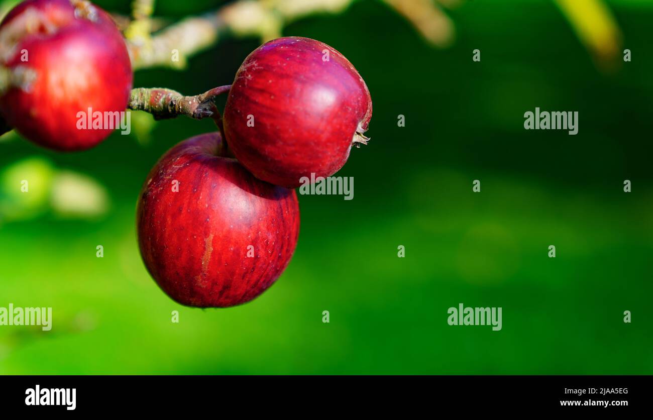 Two apples red delicious hi-res stock photography and images - Alamy