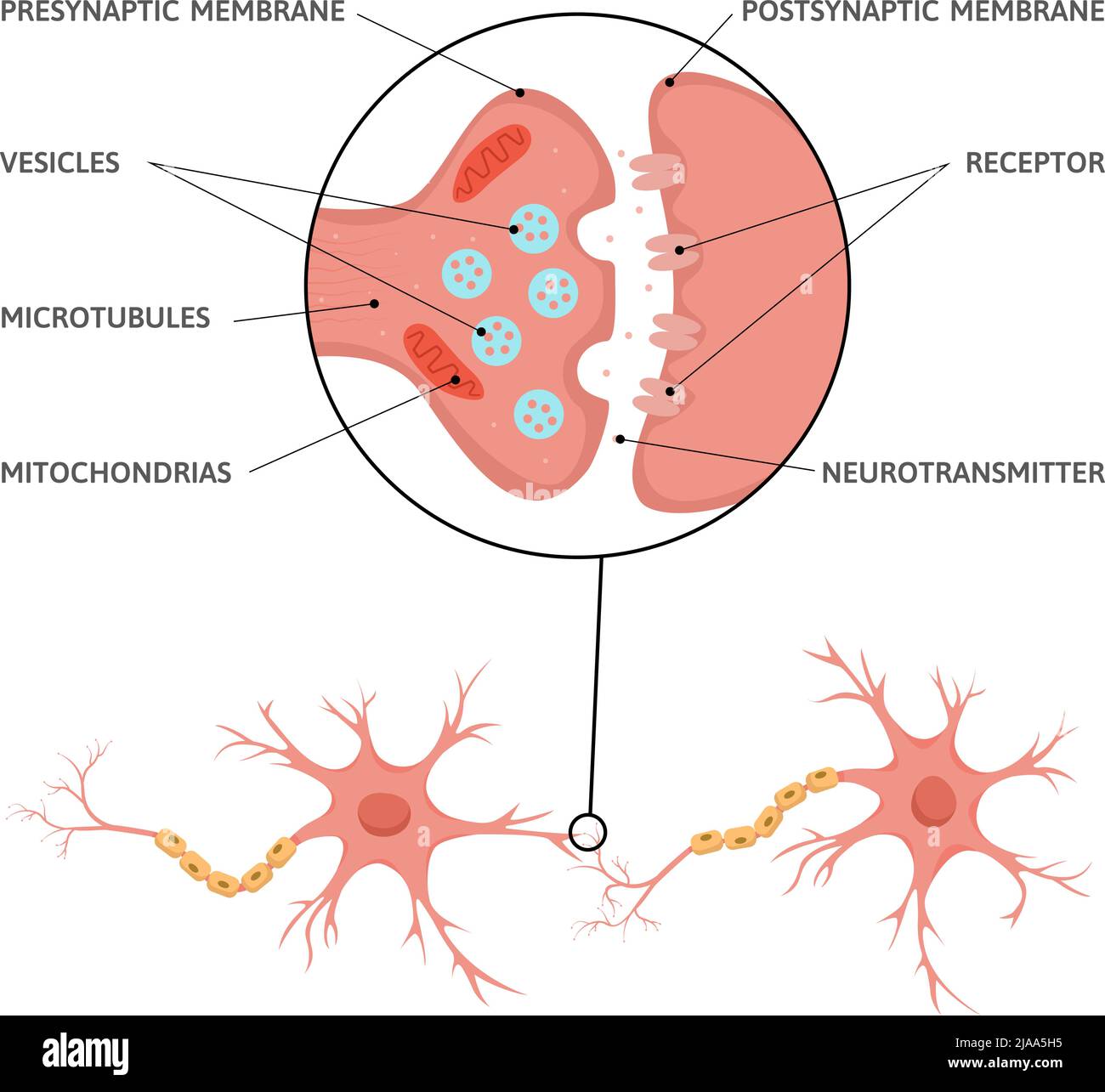 Neuroscience brain synapse flat infographics with diagram scheme of ...