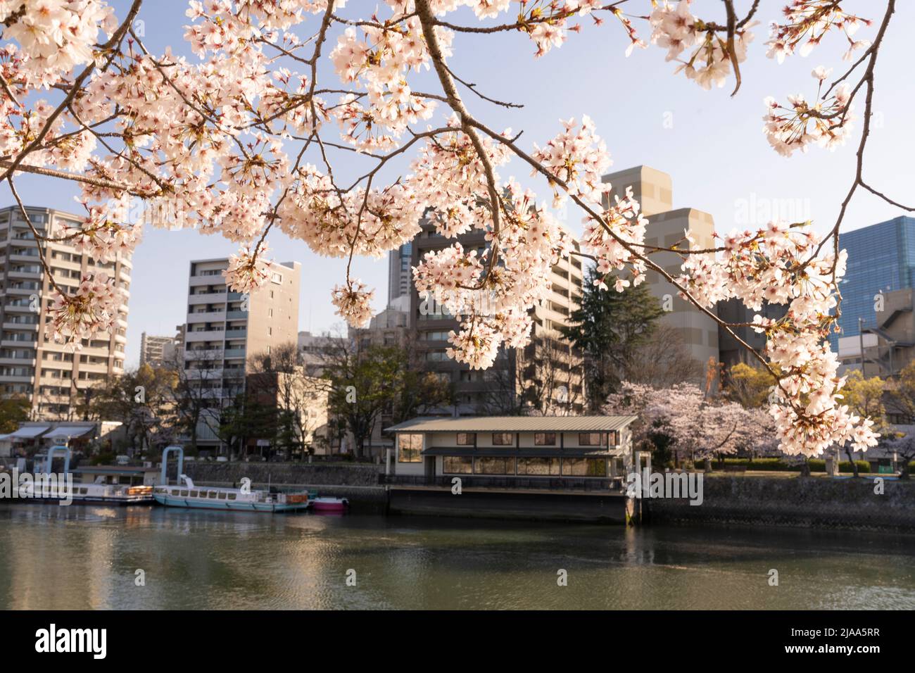 Motoyasu-gawa River, cherry blossom, Peace Memorial Park, Hiroshima ...