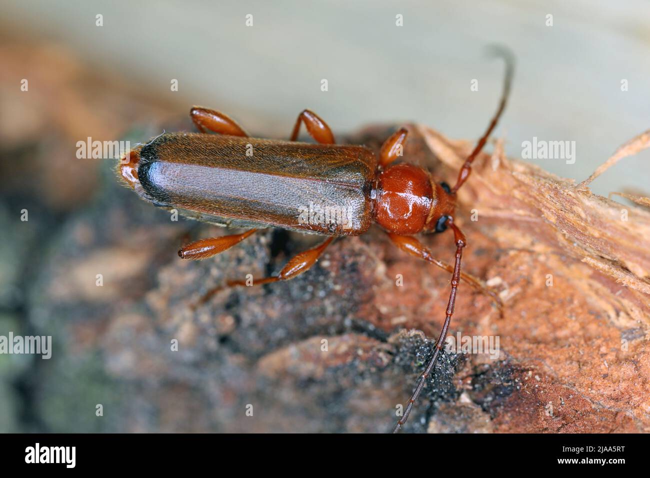 Tanbark Borer - Violet Tanbark Beetle (Phymatodes testaceus) - brown ...
