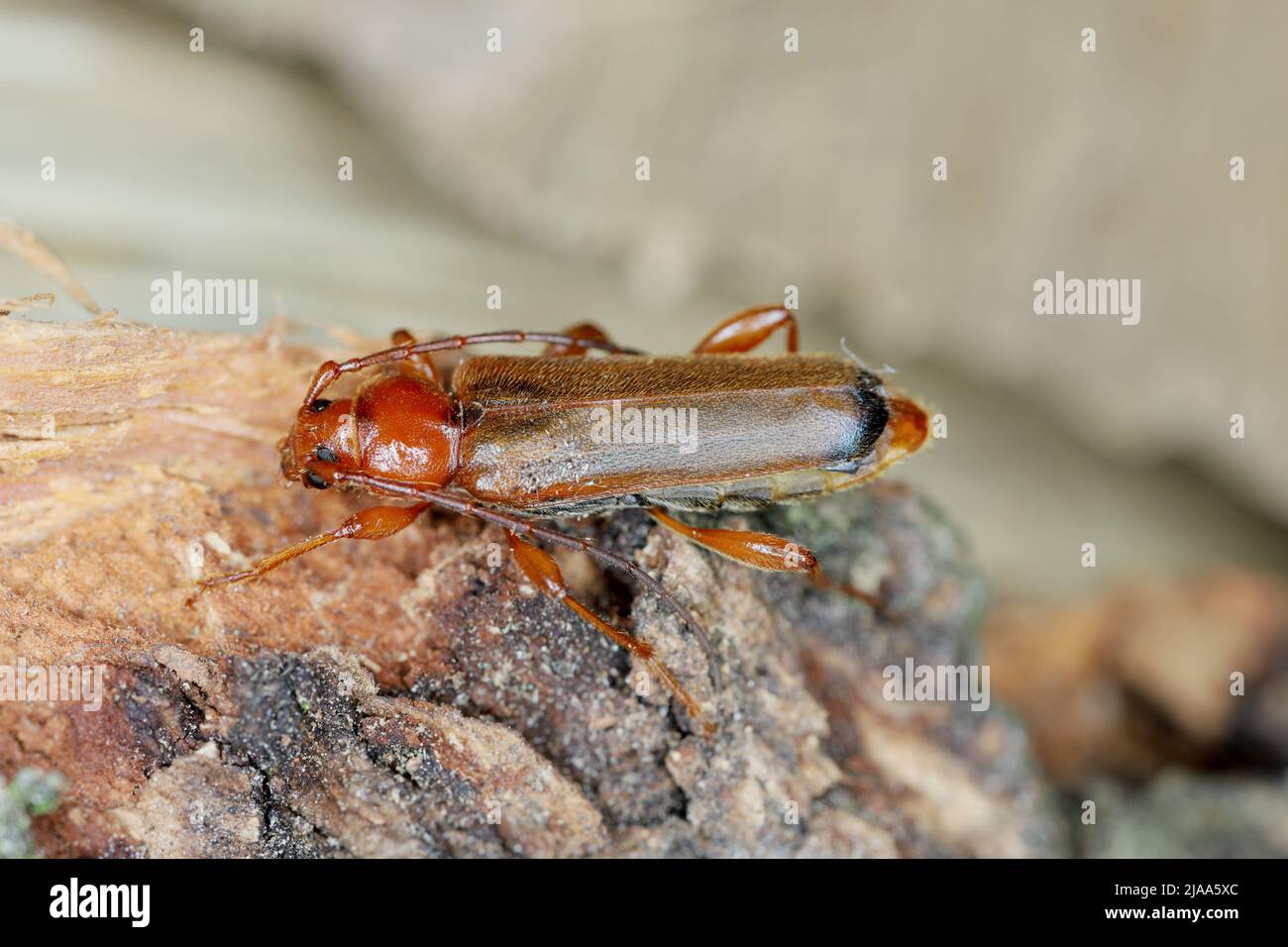 Tanbark Borer - Violet Tanbark Beetle (Phymatodes testaceus) - brown ...