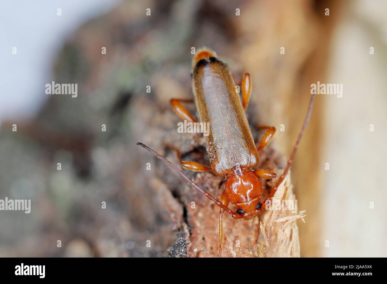 Tanbark Borer - Violet Tanbark Beetle (Phymatodes testaceus) - brown ...