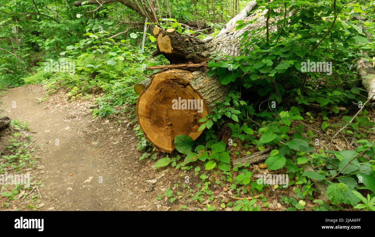 An old fallen tree covered with moss lies in a forest surrounded by ...