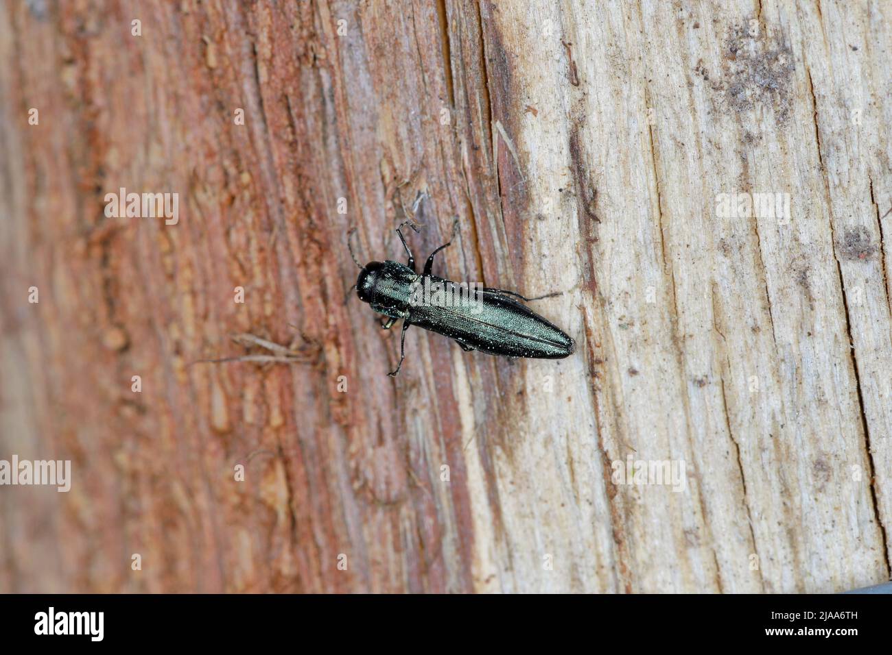Oak splendour beetle, also known as the oak buprestid beetle (Agrilus ...