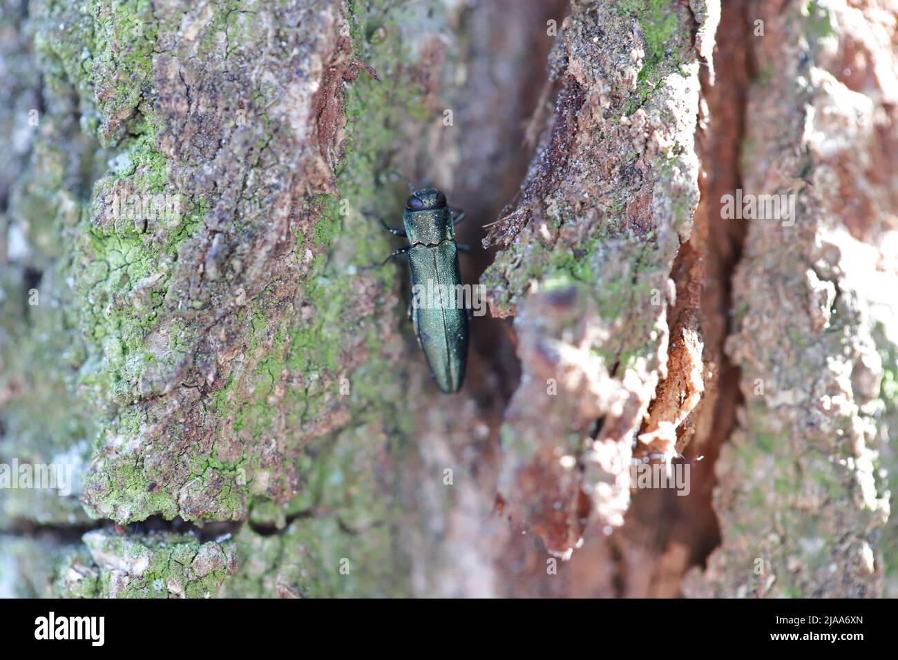Oak splendour beetle, also known as the oak buprestid beetle (Agrilus ...